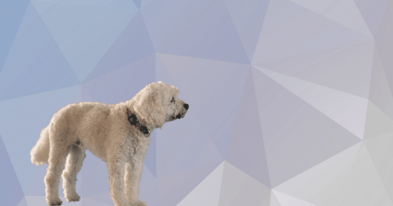 Request Steps: Assistance Animal Requests In California